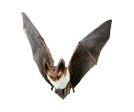 How to Get Rid of Bats - Online Pest Control