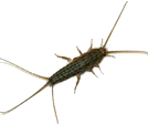 Silverfish Pest Information | Online Pest Control