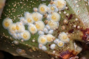 What Are Scale Insects?