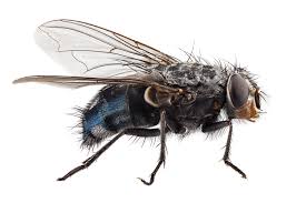 5 Dangerous Diseases Spread by Flies - Online Pest Control
