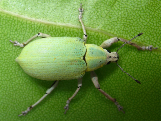 How to Get Rid of Root Beetles || Online Pest Control