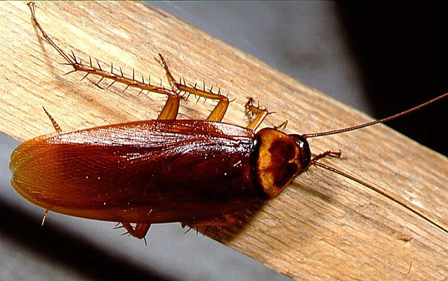 What are American Cockroaches? - Online Pest Control
