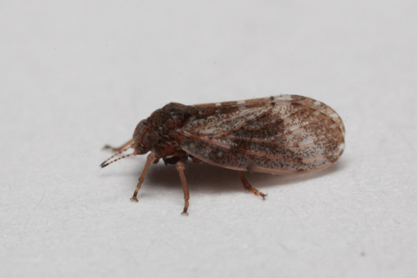 What are Hackberry Psyllids and How to Control Them? - Learn More ...