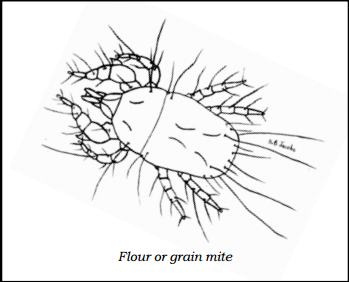 Grain Mite Control: The Inconspicuous Cereal Snatcher in the Pantry ...